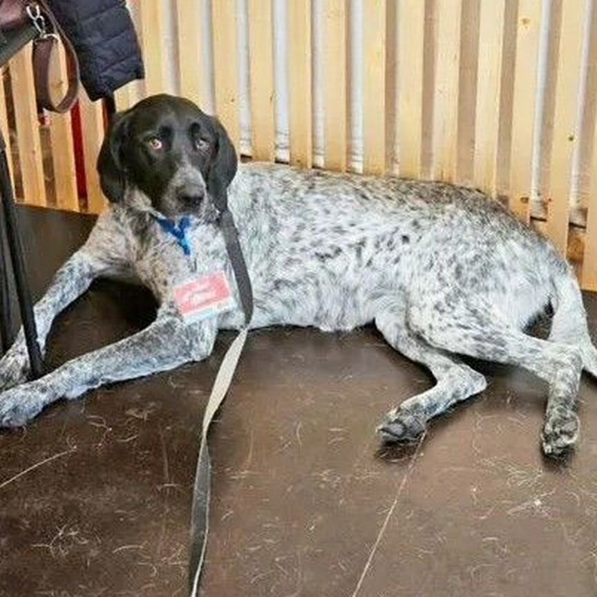 Дратхаар фенотип бесплатно