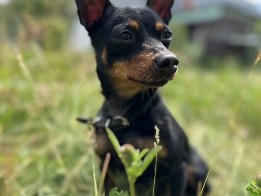 Мини пинчер