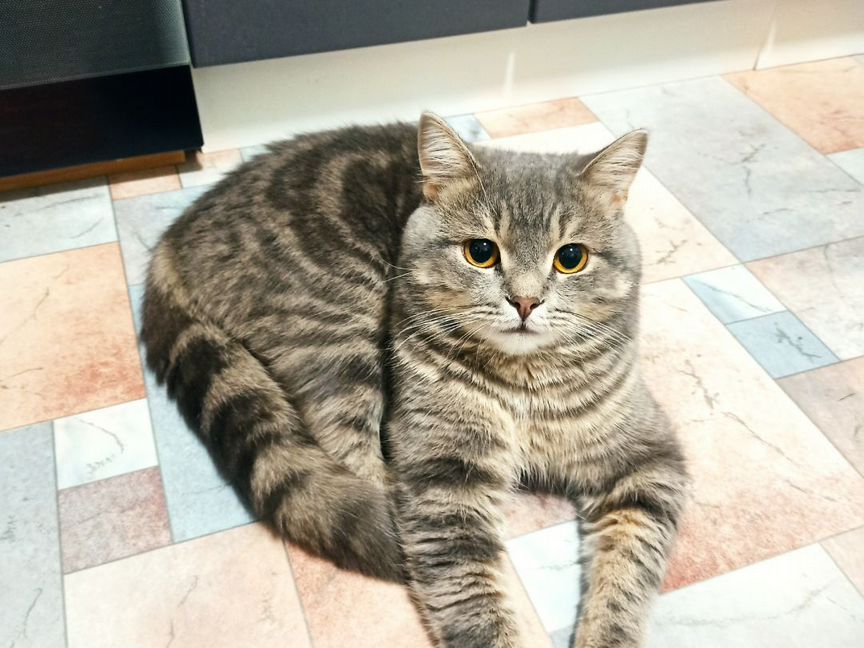 Британский кот на вязку