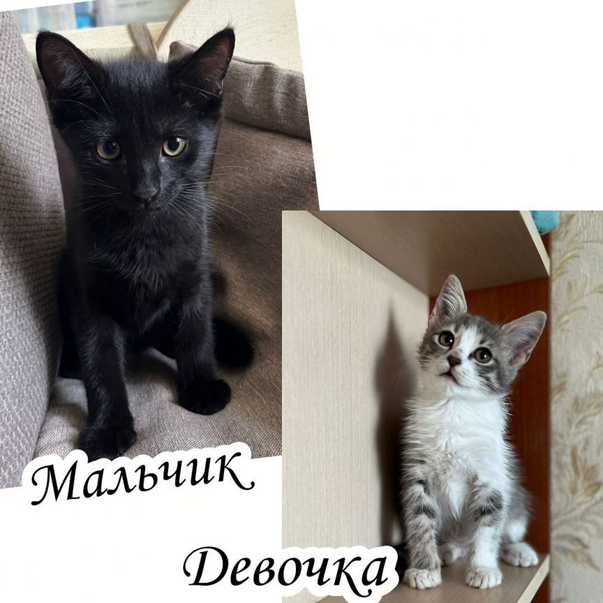 Мы ищем семью