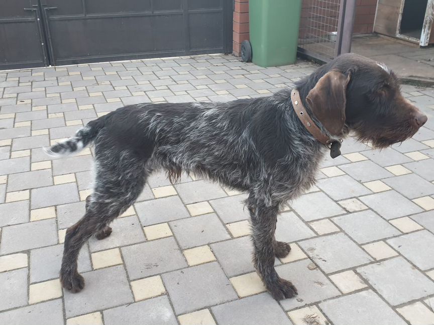 Дратхаар для вязки кобель