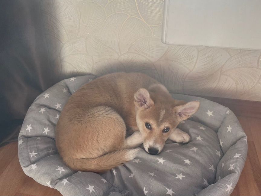 Щенок сиба ину