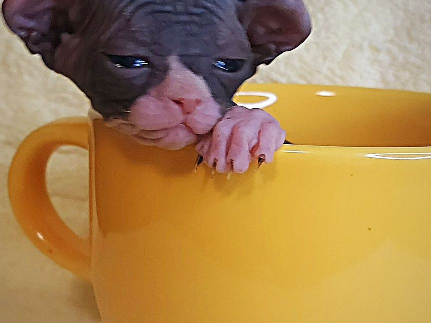 Которебенок девочка эльф