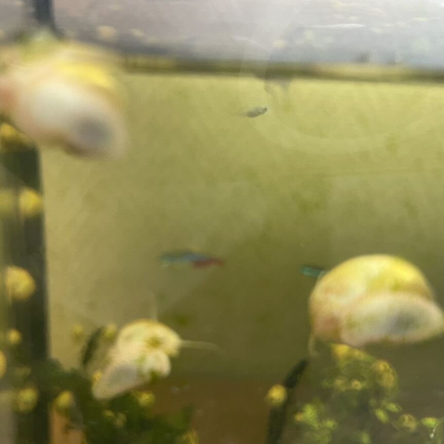 Улитки ампулярии