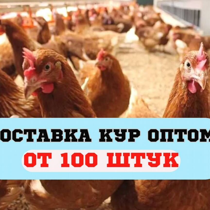 Куры несушки молодки только опт От 100шт