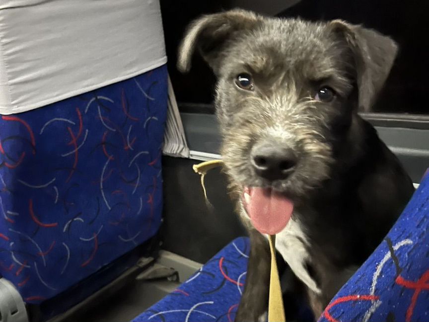 Собака в добрые руки щенок