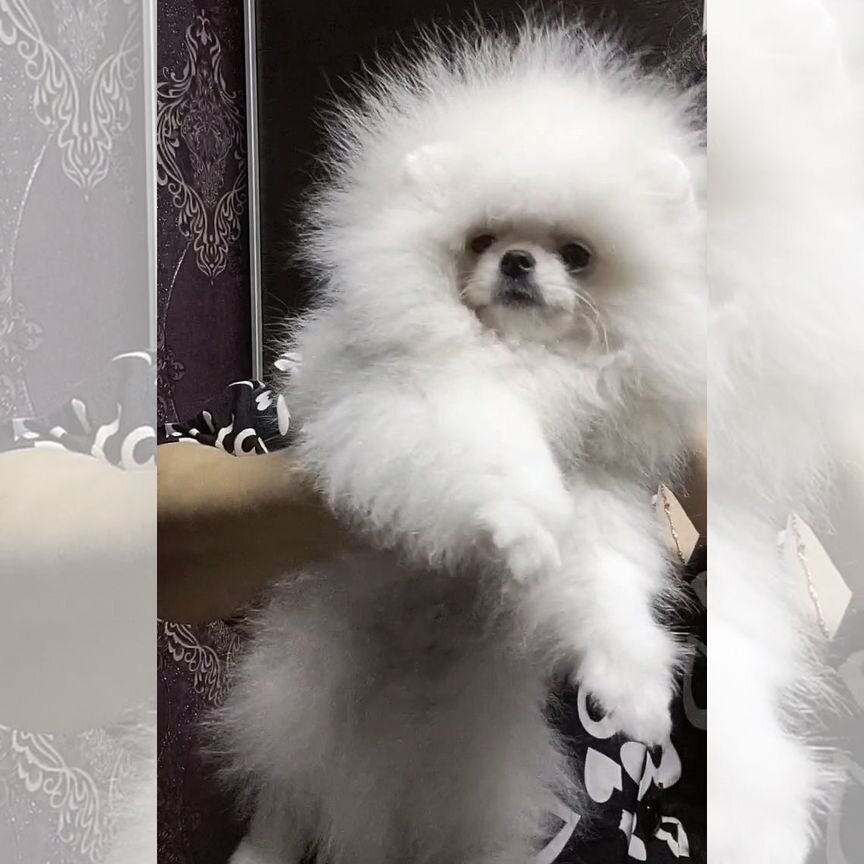 Померанский шпиц, щенок