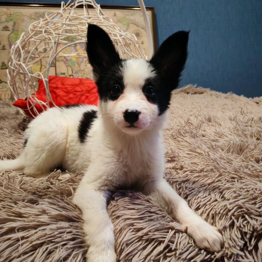 Щенок в добрые руки