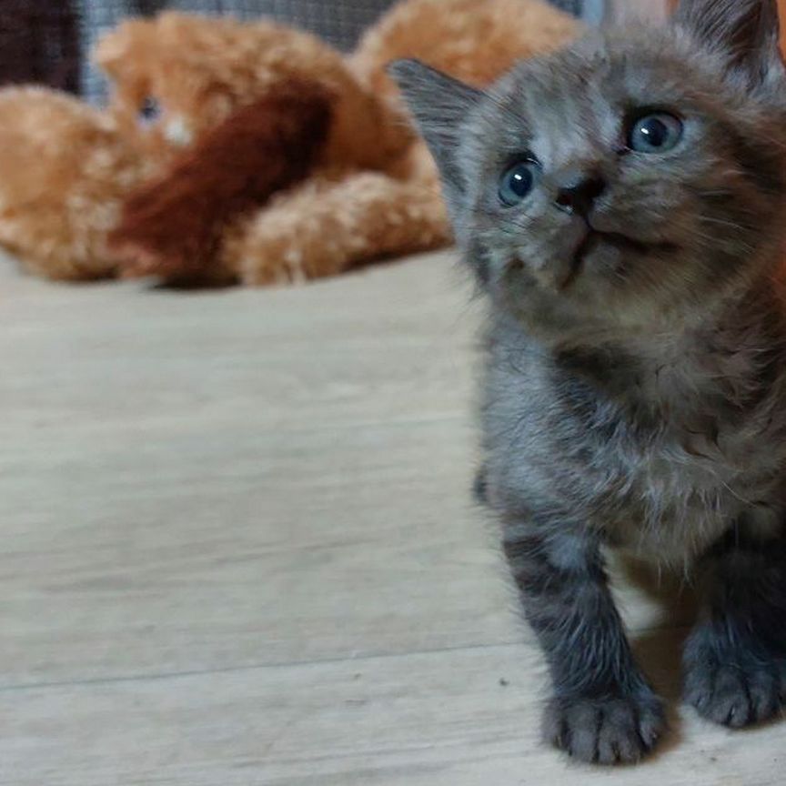 Котёнок в добрые руки