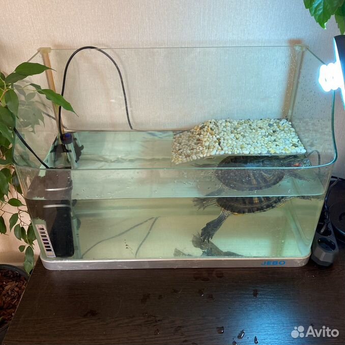 Красноухая черепаха с аквариумом и фильтром