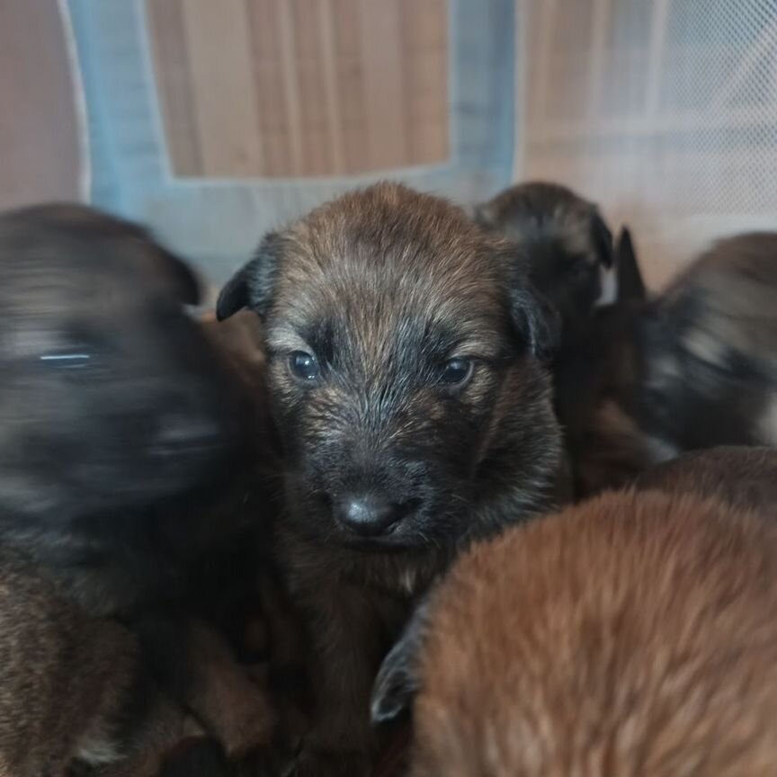 Щенки бесплатно