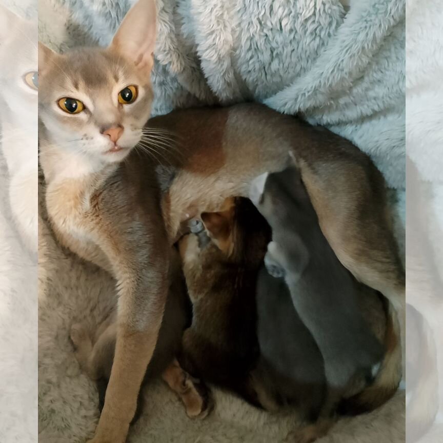Абесинские котята