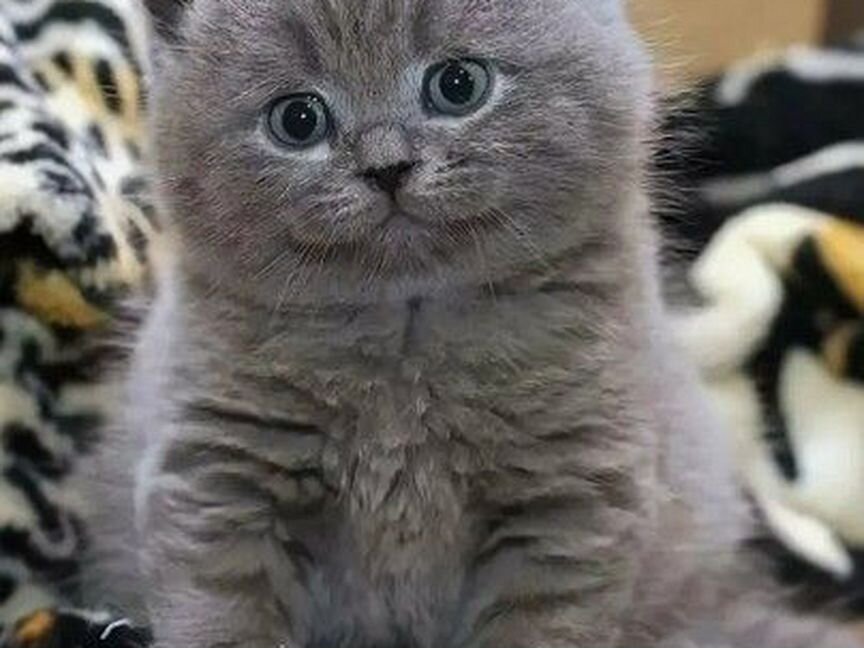 Британские котята плюшевые малыши