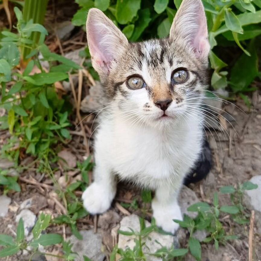 Отдам бесплатно котенка в добрые руки. Котик