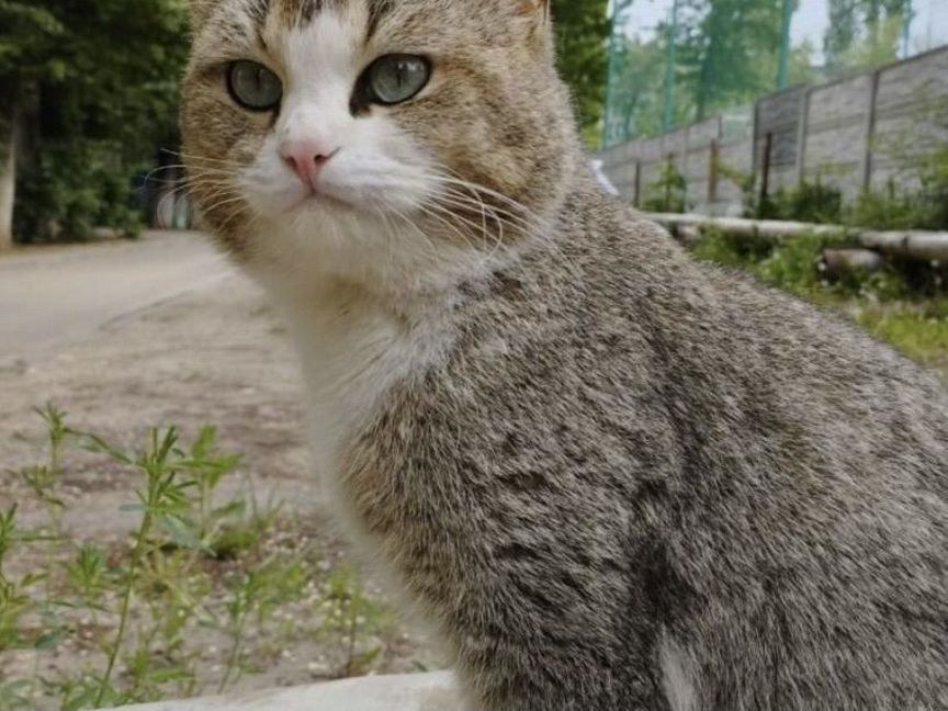 Кот в добрые руки