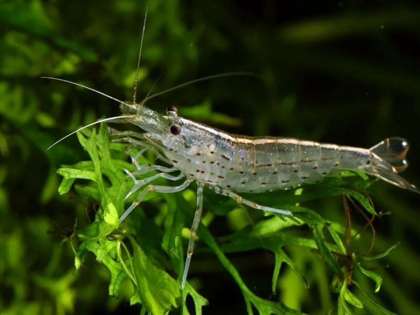 Креветки пресноводные Neocaridina