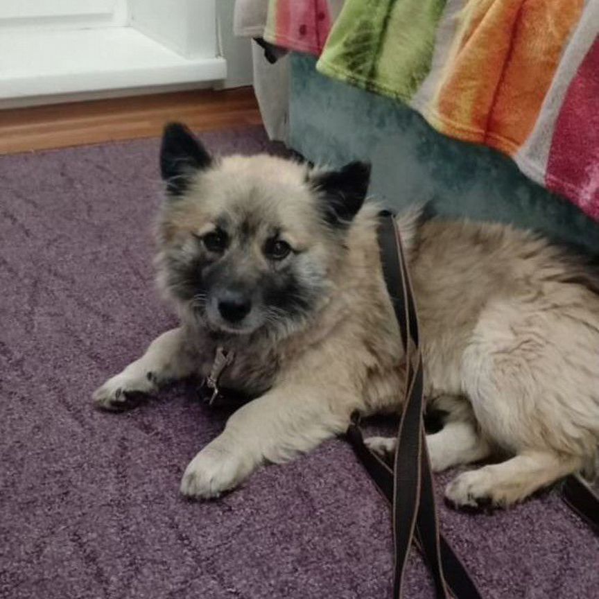 Спокойный и умный пёсик