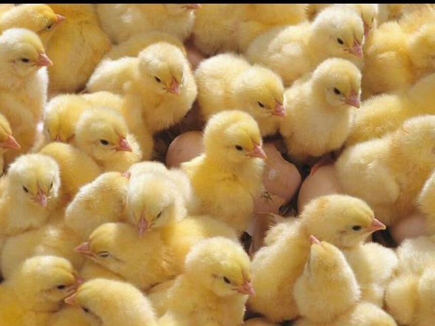 Цыплята бройлеры кобб 500, рос 308, Ред Бро