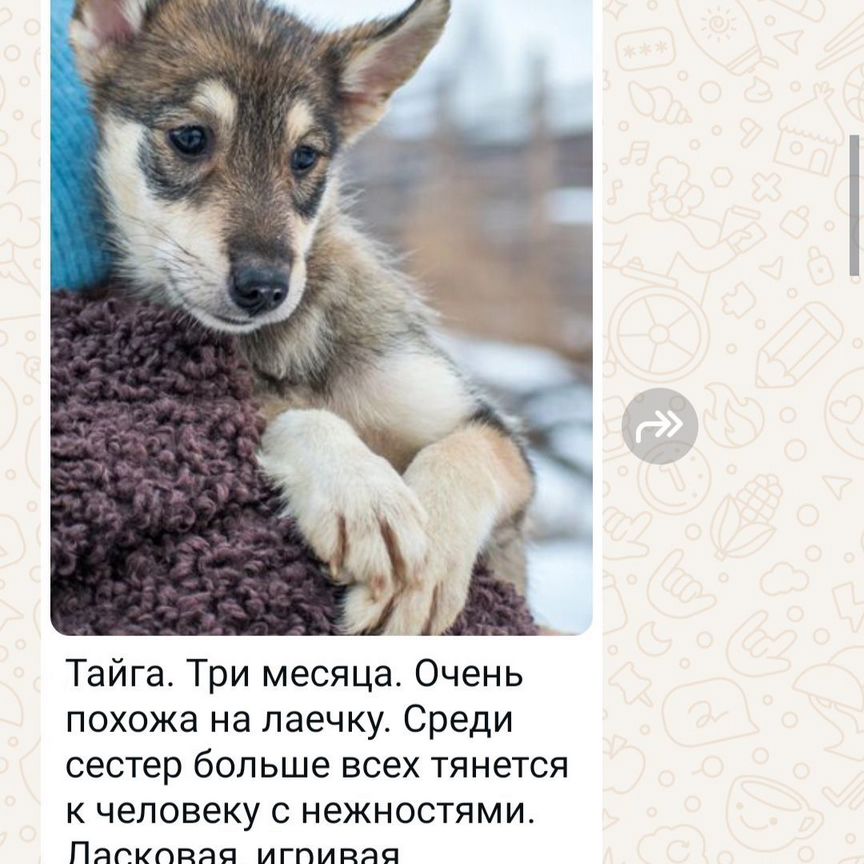 Собака 3 месяца