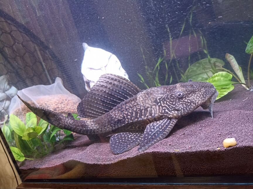 Сом птеригоплихт