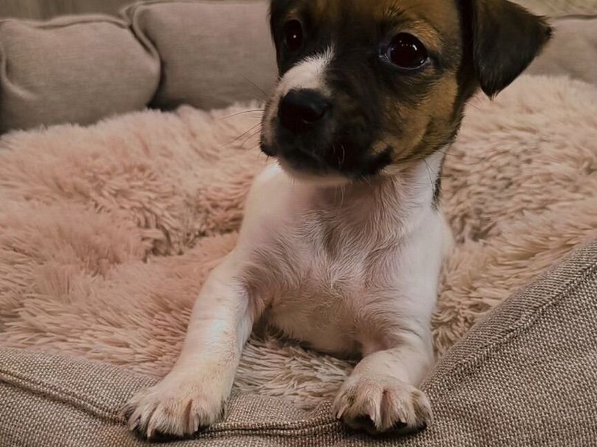 Щенки джек рассел терьер