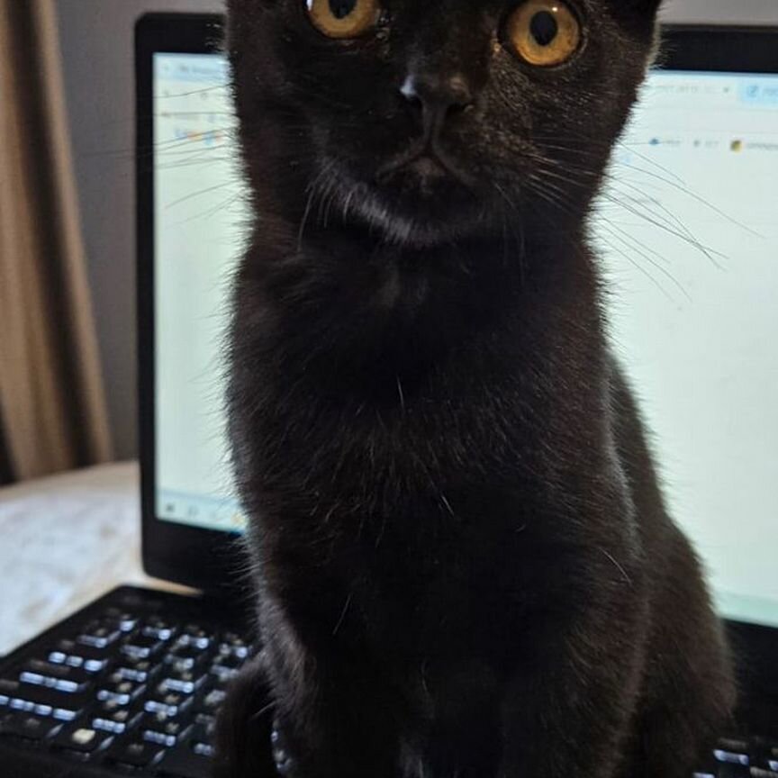 Котёнок Чапик 2,5 месяца