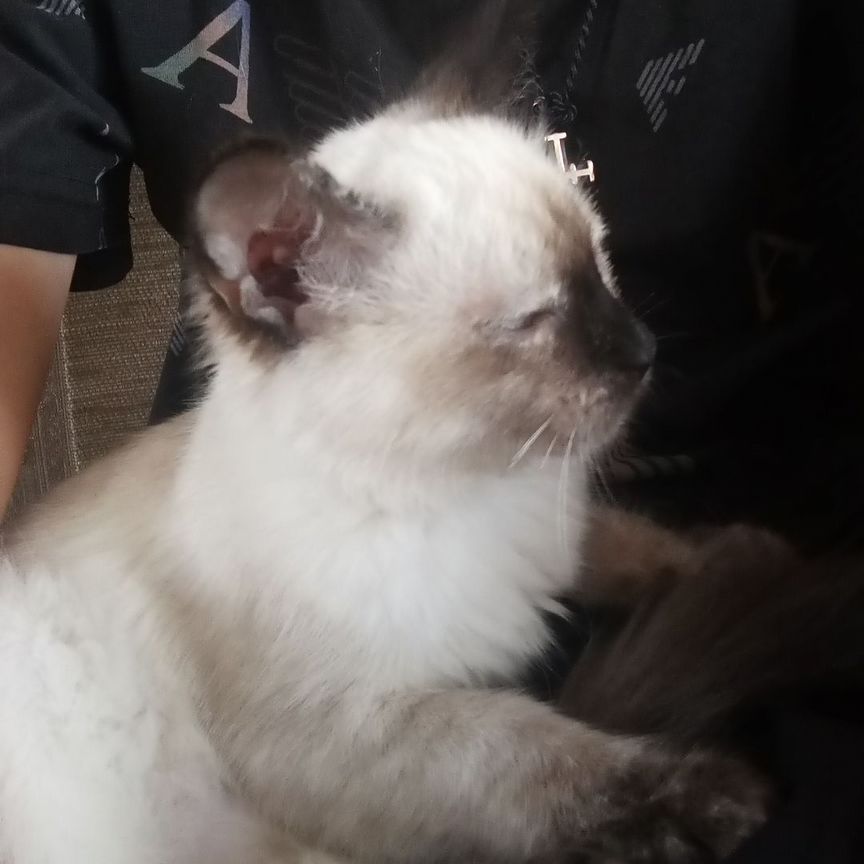 Сиамская кошка