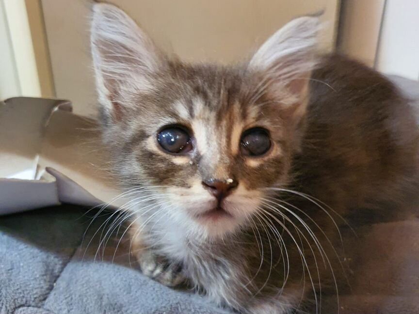 Кошечка Ася