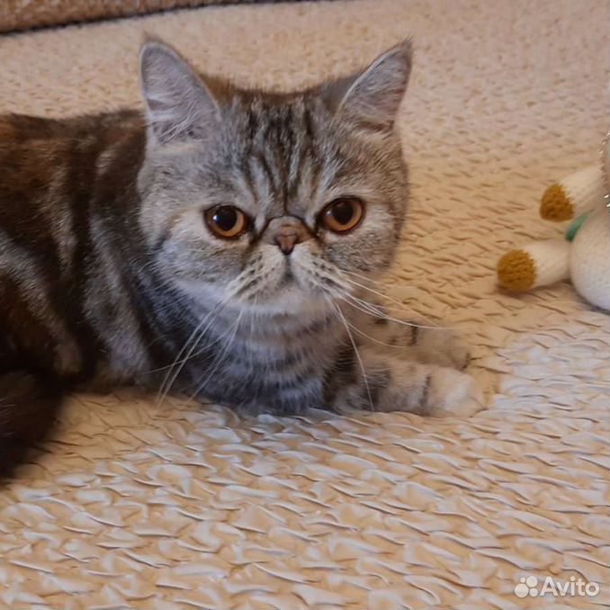 Экзотическая короткошёрстная кошка