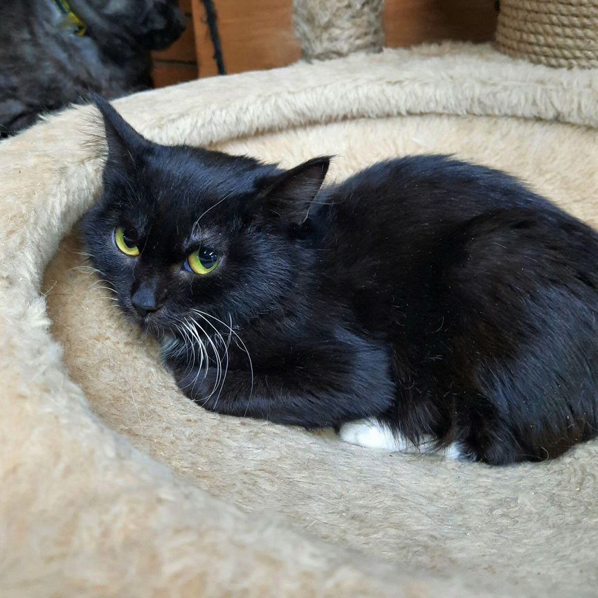 Котёнок в поиске уютного дома (дев., 4,5мес.)