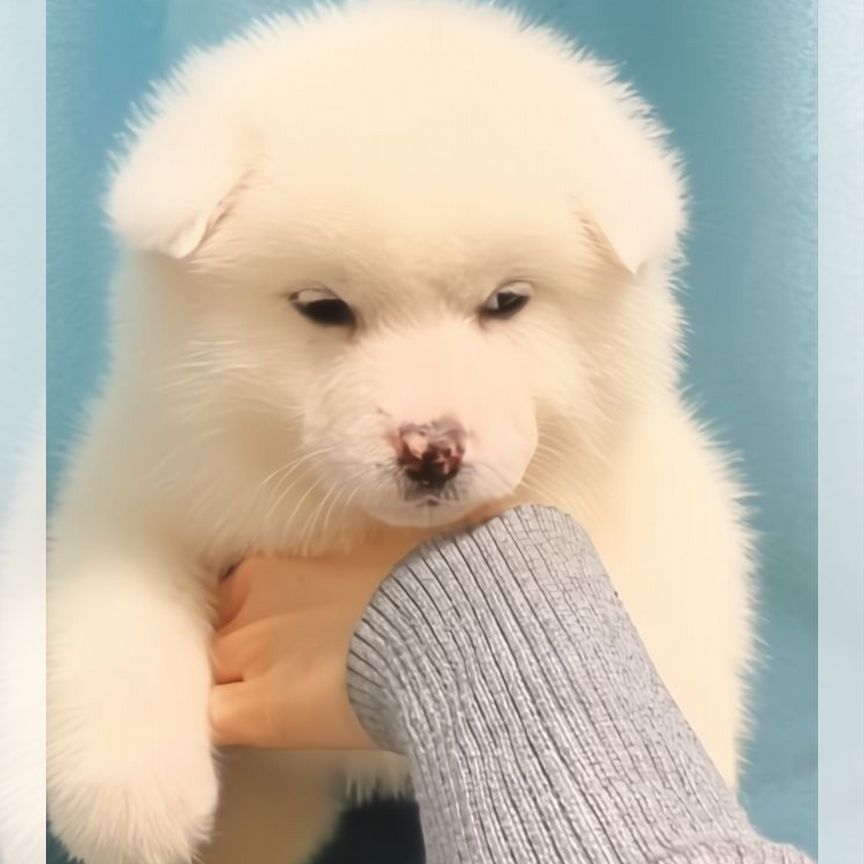 Акита-ину, щенок