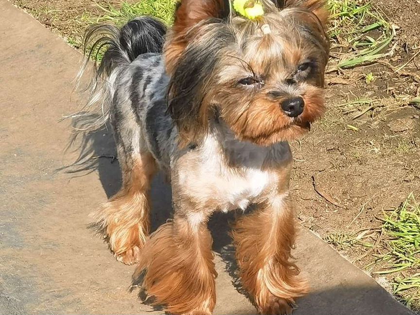 Йорк блю мерле