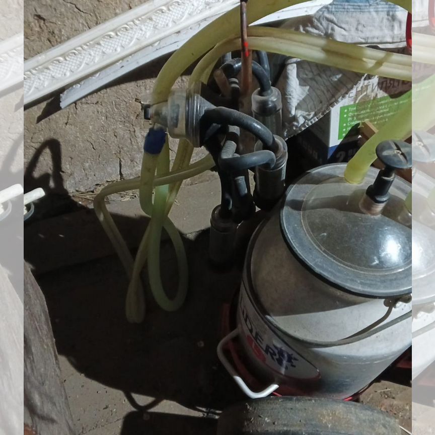 Доильный аппарат для коров