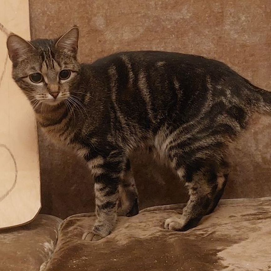 Взрослая, Девочка кошка в добрые руки