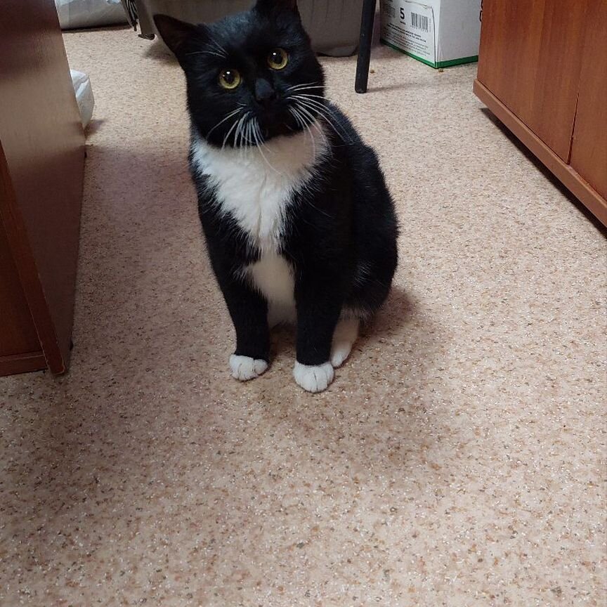 Котенок с красивой моськой в добрые руки