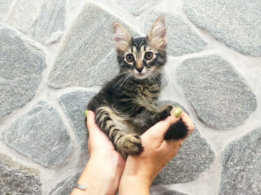 Котенок.Мальчик.2 месяца. В дар