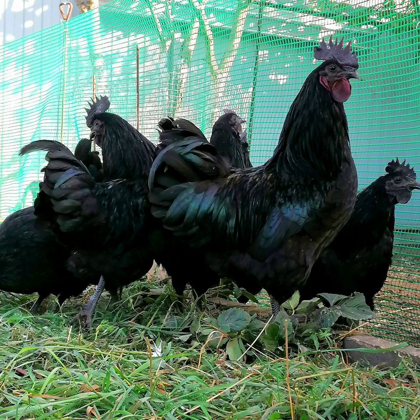 Молодые петушки Ухейилюй