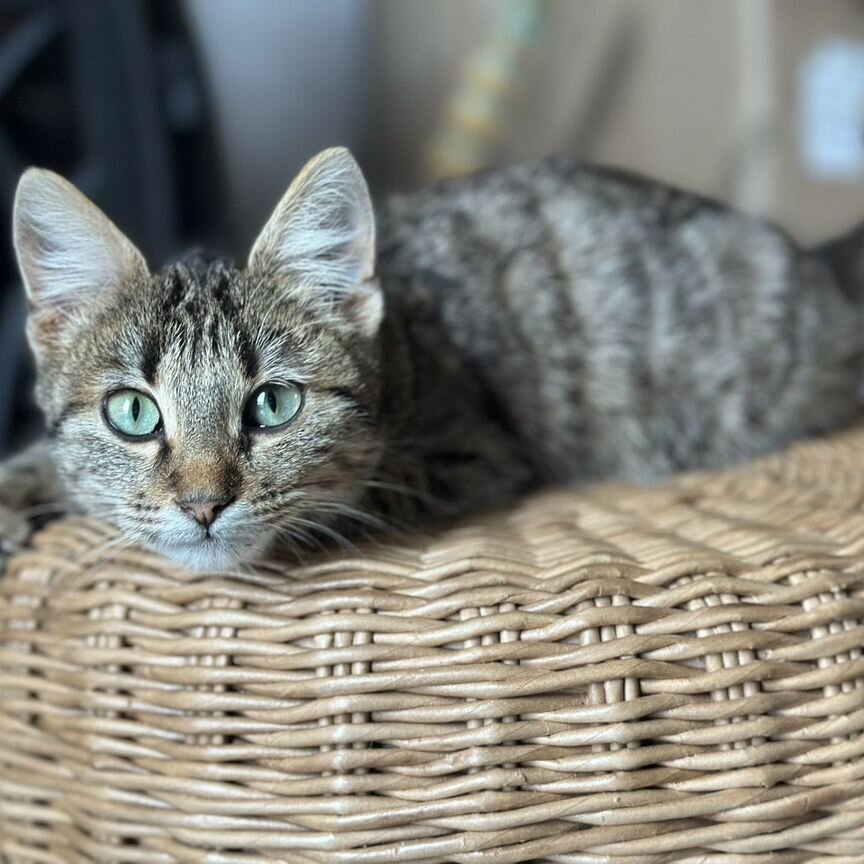 Котенок породы "скумбрия"