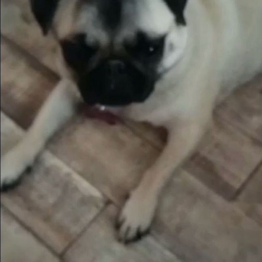 Мопс