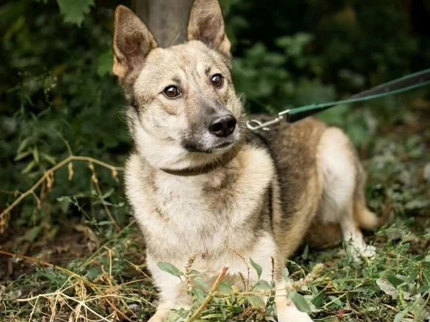 Моня в добрые руки