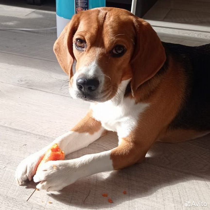 Бигль бесплатно