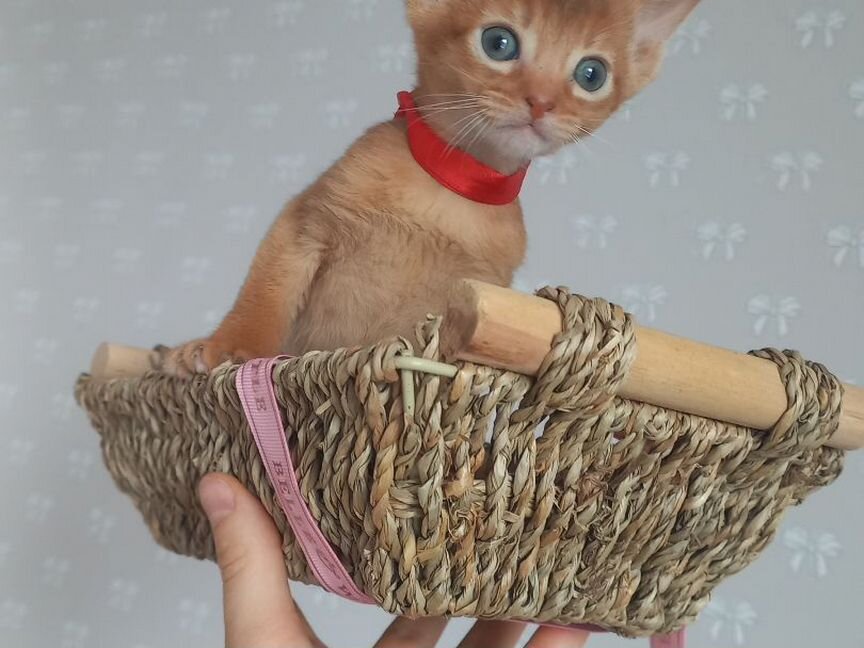 Абиссинские котята