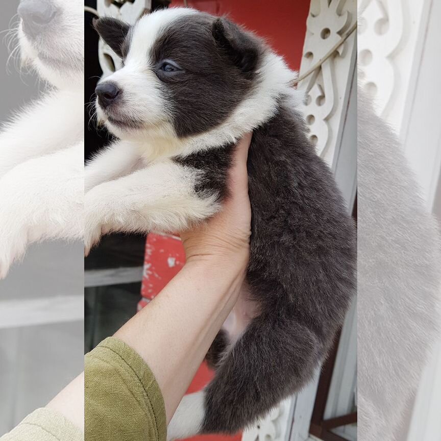 Бордер-колли, щенок