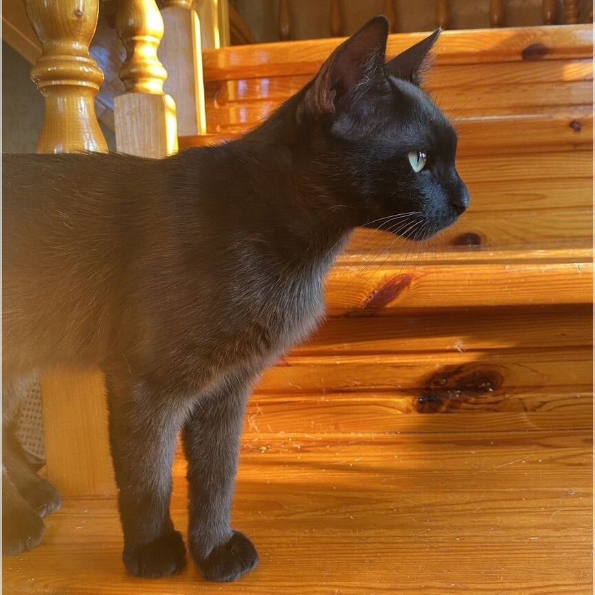 Котик чисто чёрный как пантера