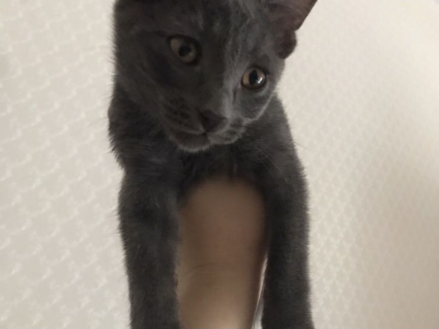 Котенок серый гладкошерстный хорошенький