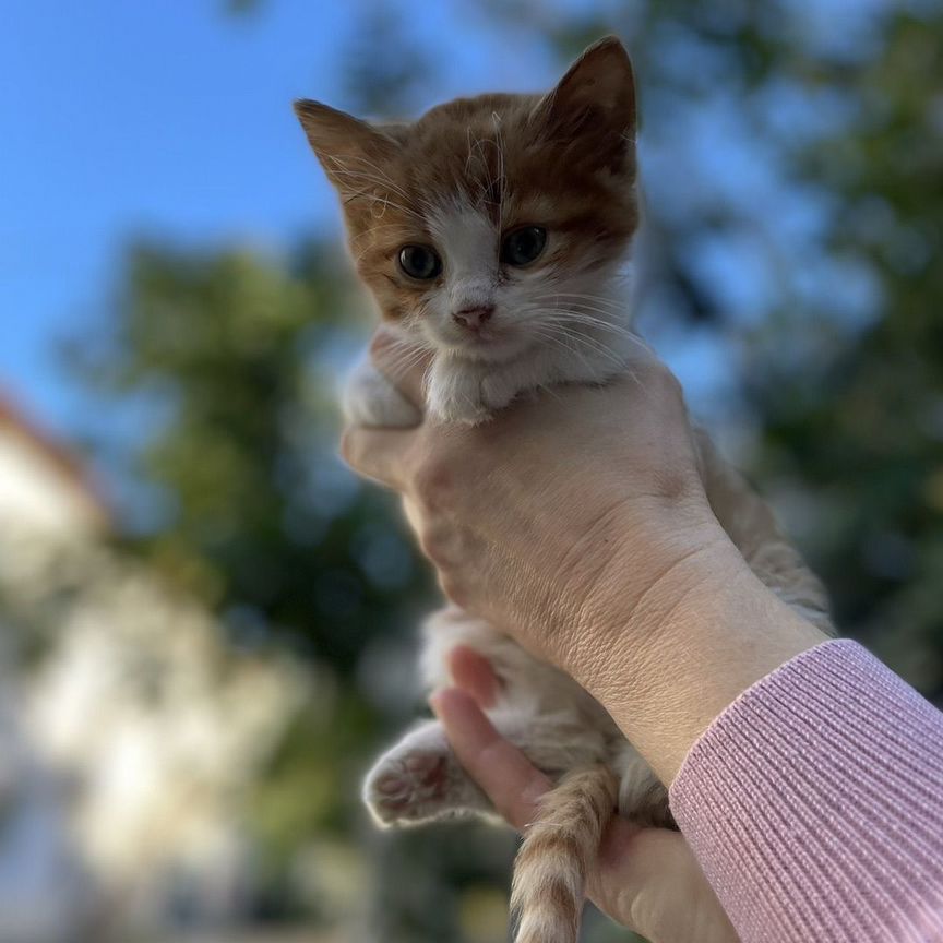 Рыжий котенок мальчик 1 месяц