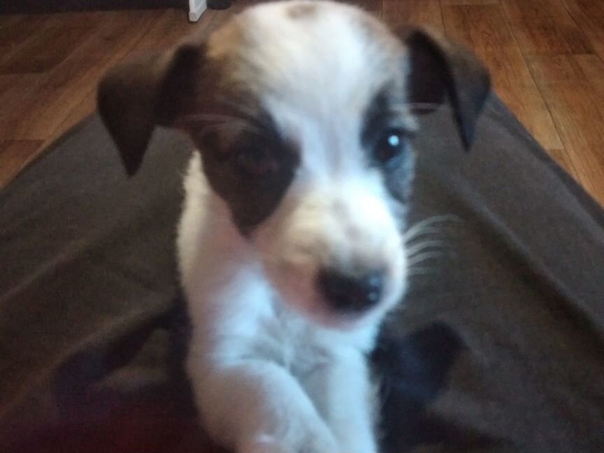 Продам щенков Джек Рассел терьер