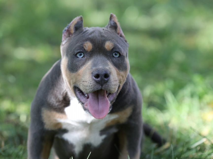 Девочка топ стандарт