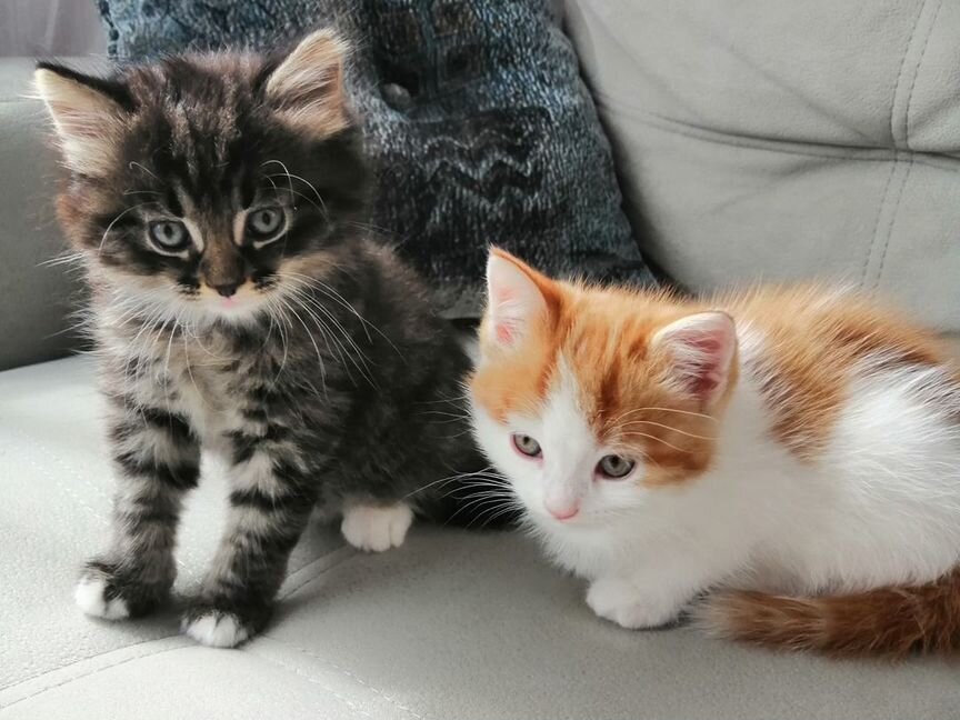Отдам котят