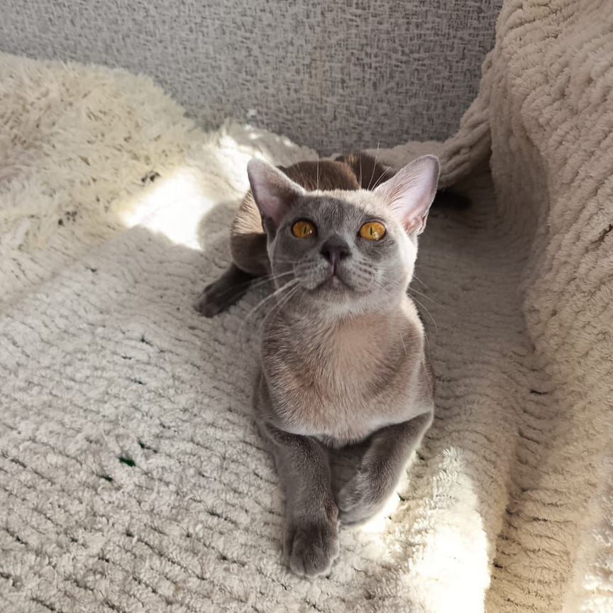 Девочка бурма